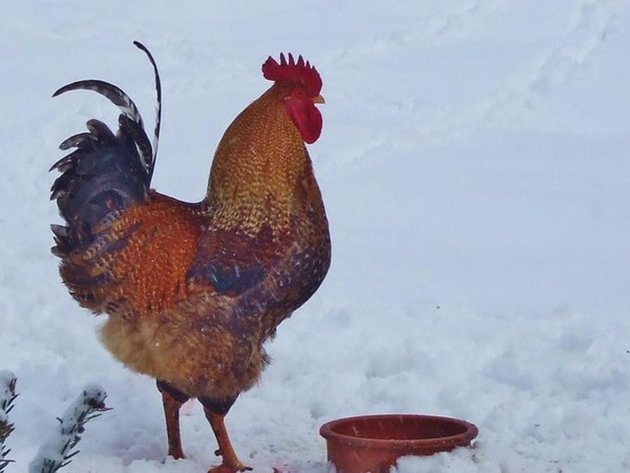 Adventgeschichte: Das gewebte Bild (2): Erstes Erwachen - von Daniela ...