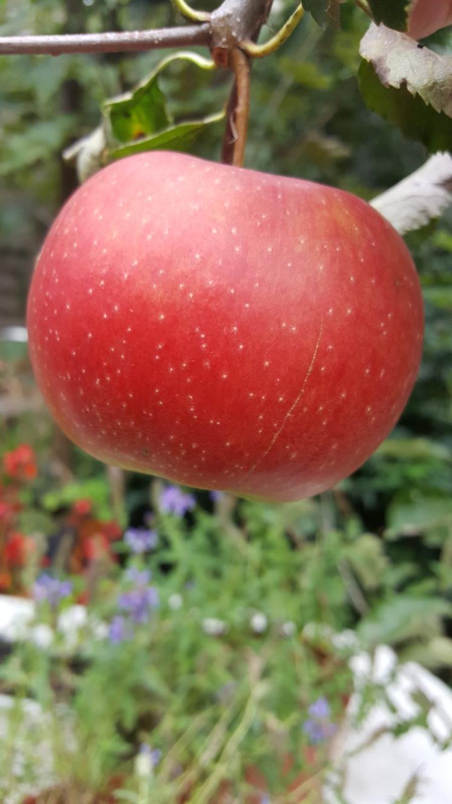 Der Apfel im Paradies - von susi blue | fisch+fleisch