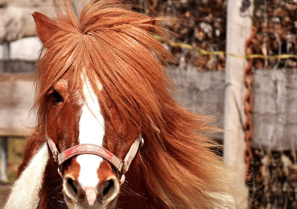 Mein kleines Pony... - von Josef Huber | fisch+fleisch
