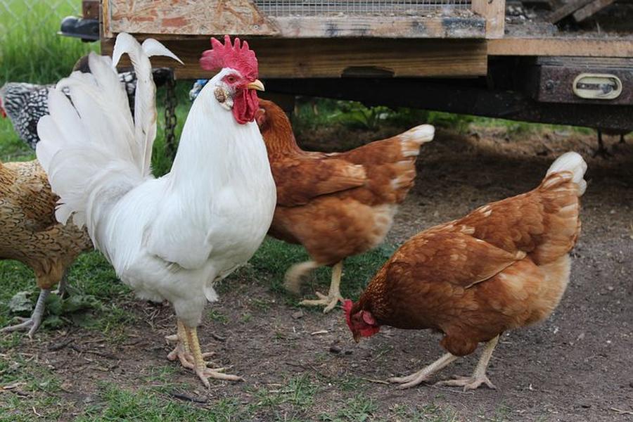 Das Huhn in Ghana - von Robin_and_Marian | fisch+fleisch
