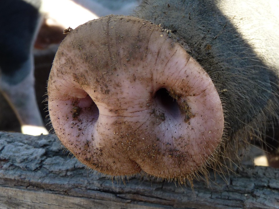 Schweine sind wundervolle Tiere und verdienen ein gutes Leben - von ...